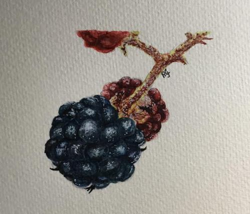 How to paint realistic blackberries in fine art watercolour - The Devon ...