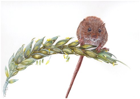 Beginner's guide to watercolour painting, video lessons - The Devon Artist