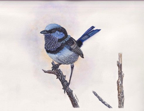 Wren watercolour video tutorial, step-by-step art lesson - The Devon Artist