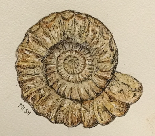 Pen and wash fossil painting, using ink and watercolour - The Devon Artist