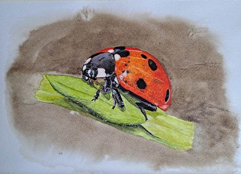 Watercolour ladybird video tutorial of the whole painting - The Devon ...