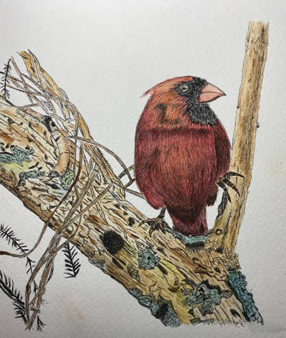 Pen and wash tutorial - watercolor cardinal bird painting - The Devon ...