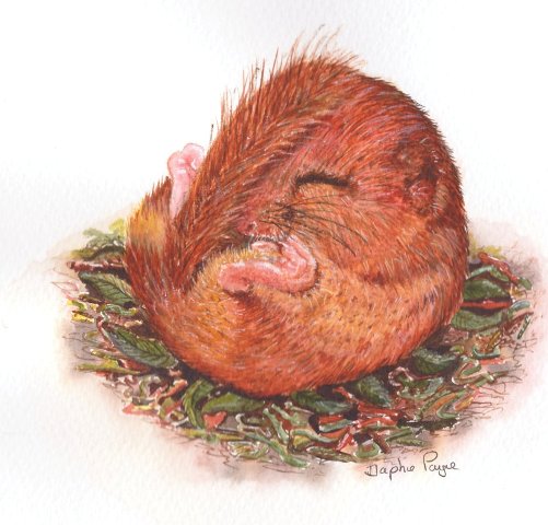 Learn to paint a dormouse in detailed, fine art watercolor - The Devon ...
