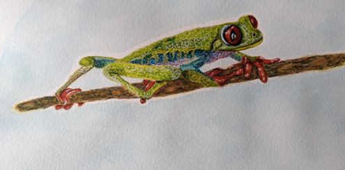 How to paint tree frogs in watercolor, easy video tutorial - The Devon ...