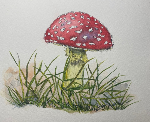 Pen and Wash Toadstool Illustration using Watercolour - The Devon Artist