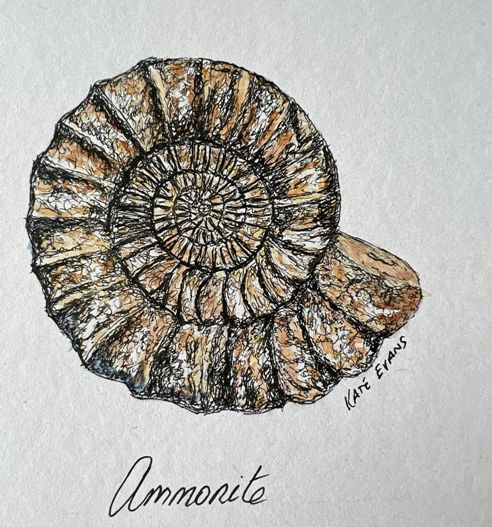 Pen and wash fossil painting, using ink and watercolour - The Devon Artist