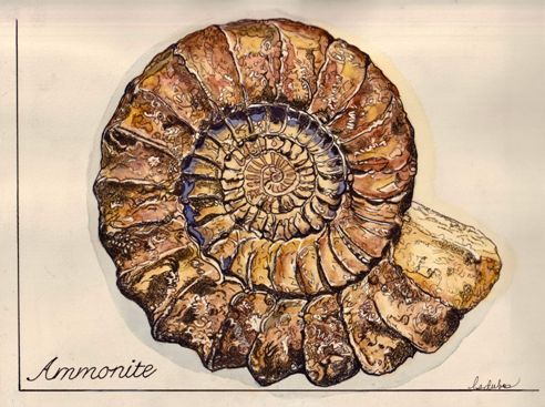 Pen and wash fossil painting, using ink and watercolour - The Devon Artist