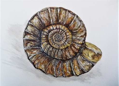Pen and wash fossil painting, using ink and watercolour - The Devon Artist