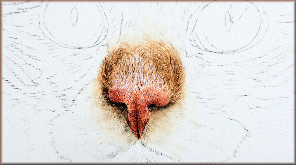 Best way to paint a cat's nose using watercolour - The Devon Artist