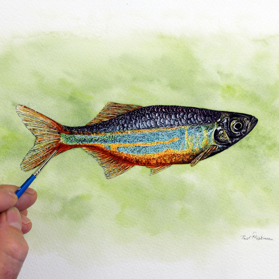 Tropical fish watercolor painting, full video tutorial- The Devon Artist