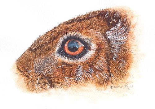 How to paint realistic eyes in watercolour step by step - The Devon Artist