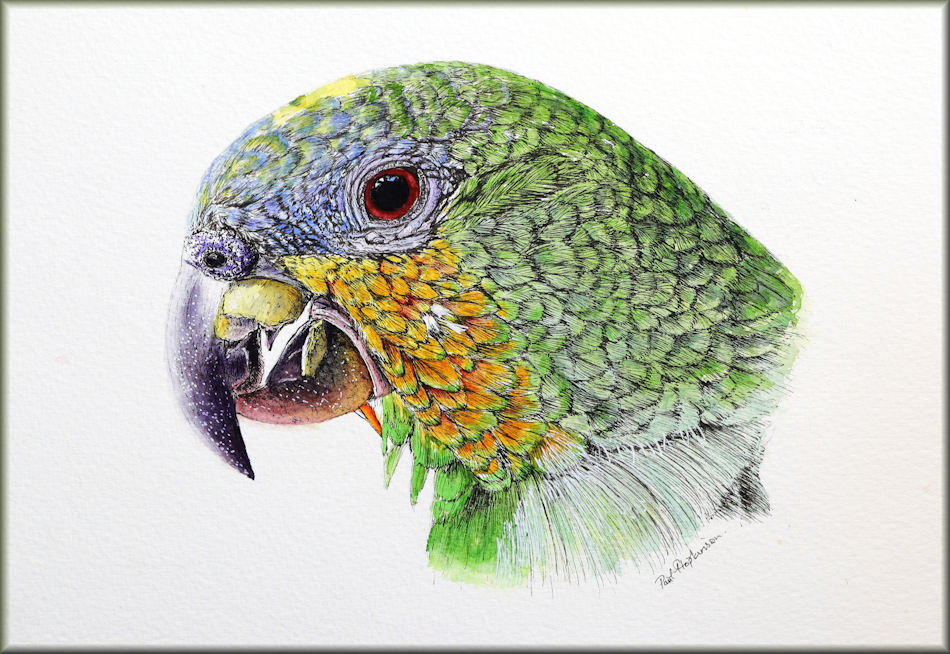 Bird Pen and Watercolor Wash Parrot Painting - The Devon Artist
