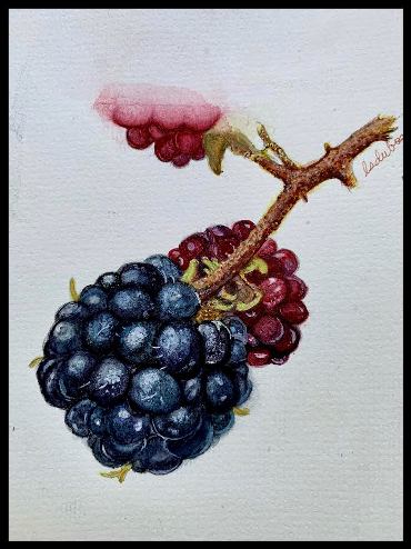 How to paint realistic blackberries in fine art watercolour - The Devon ...