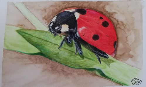 Watercolour ladybird video tutorial of the whole painting - The Devon ...