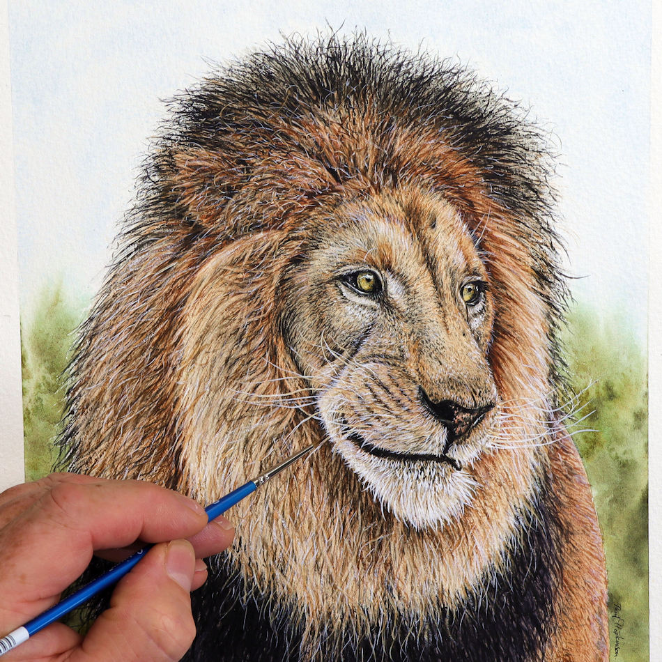 Lion watercolour painting tutorial available online - The Devon Artist