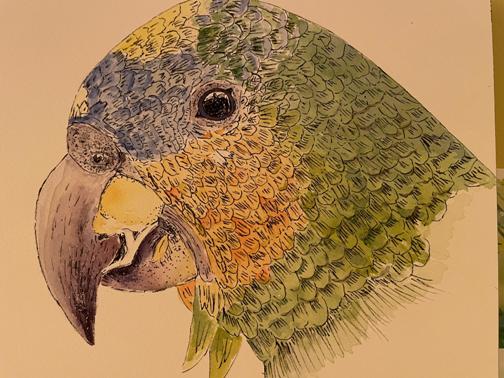 Bird Pen and Watercolor Wash Parrot Painting - The Devon Artist
