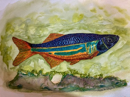 Tropical fish watercolor painting, full video tutorial- The Devon Artist