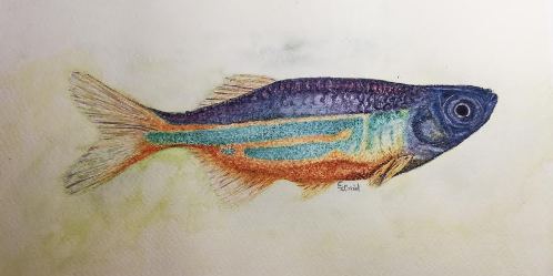 Tropical fish watercolor painting, full video tutorial- The Devon Artist