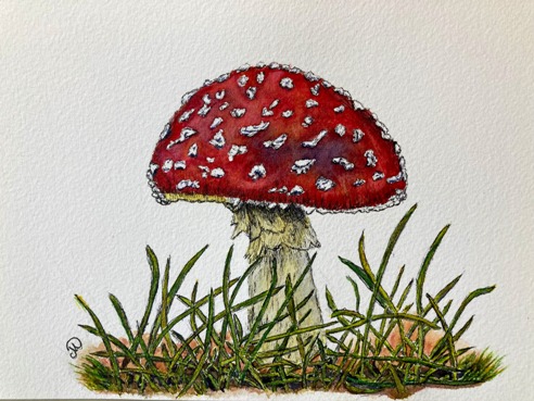 Pen and Wash Toadstool Illustration using Watercolour - The Devon Artist