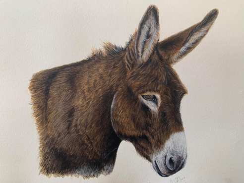 How to paint a donkey in watercolour, video art lesson - The Devon Artist