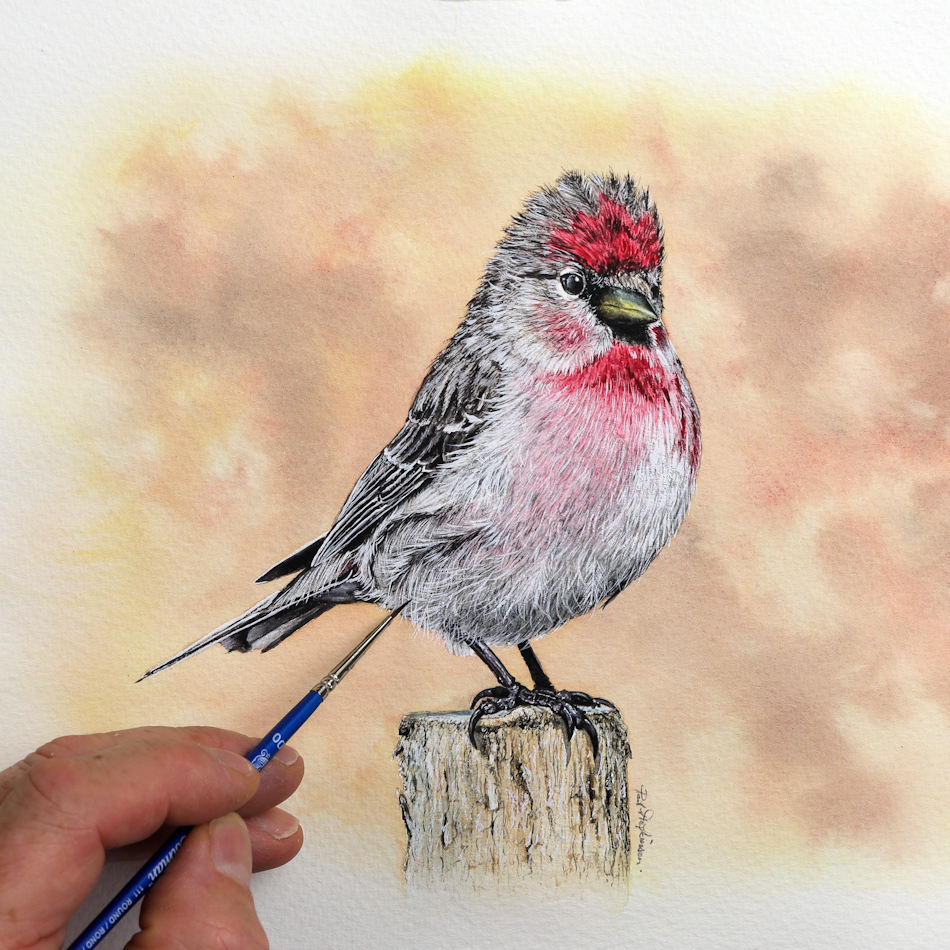 Watercolour bird painting course, learn to paint - The Devon Artist