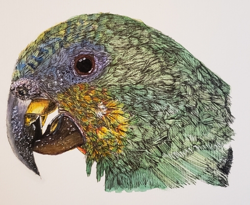 Bird Pen and Watercolor Wash Parrot Painting - The Devon Artist