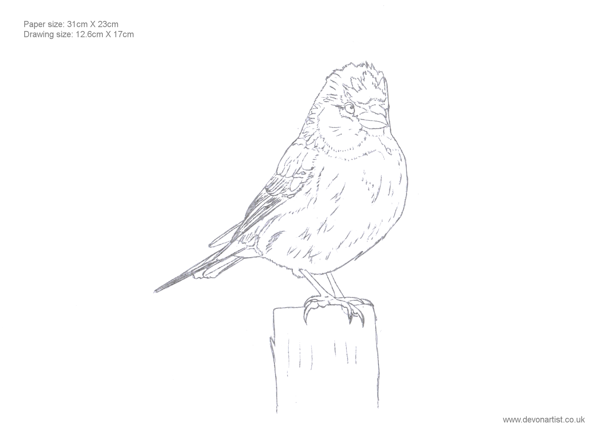 Watercolour bird painting course, learn to paint - The Devon Artist