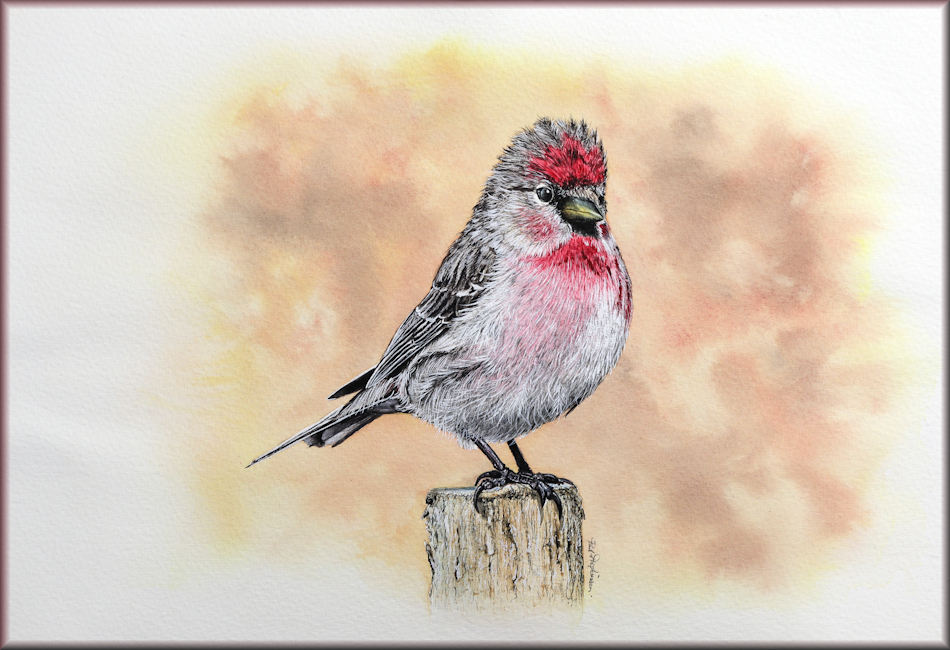 Watercolour bird painting course, learn to paint - The Devon Artist