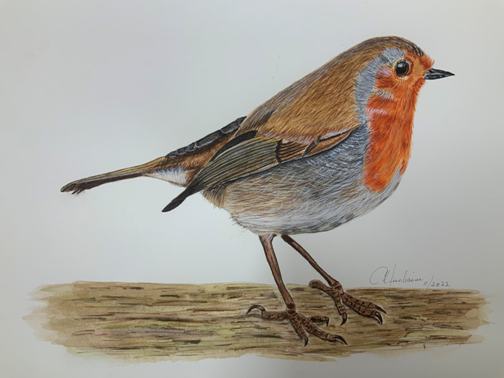 Learn to paint a robin in watercolour with a free tutorial - The Devon ...