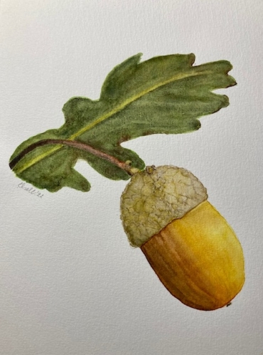 Wildlife in Watercolour Acorn Tutorial, learn how to paint - The Devon ...