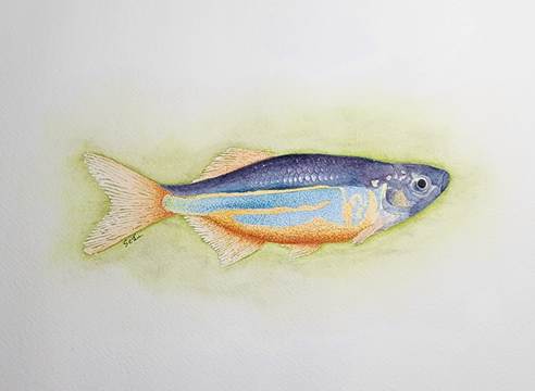 Tropical fish watercolor painting, full video tutorial- The Devon Artist