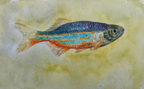 Tropical fish watercolor painting, full video tutorial- The Devon Artist