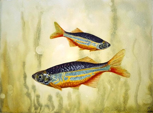 Tropical fish watercolor painting, full video tutorial- The Devon Artist