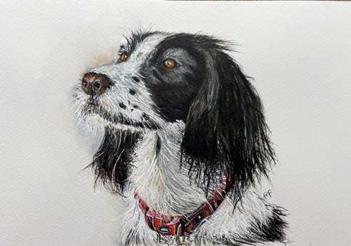 How to paint a dog in watercolor a detailed video tutorial - The Devon ...