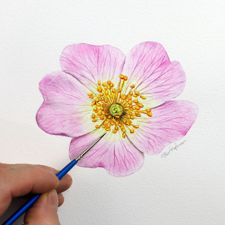 Watercolour rose painting tutorial, botanical artist - The Devon Artist