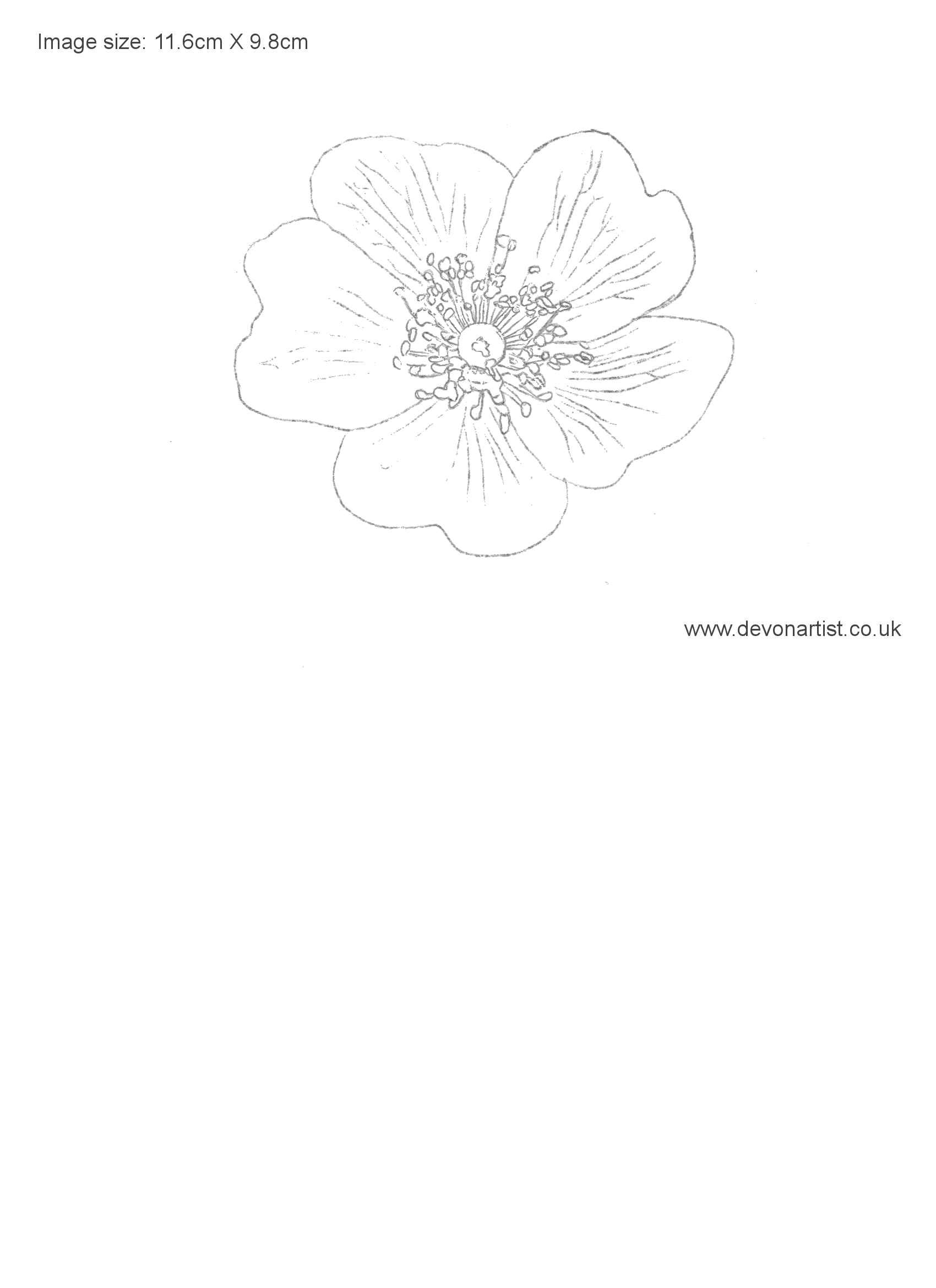 Watercolour rose painting tutorial, botanical artist - The Devon Artist