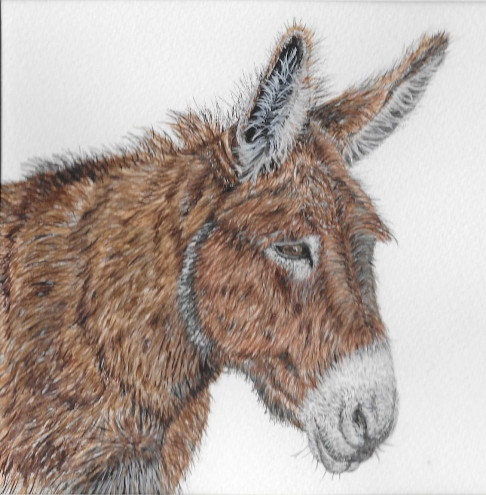How to paint a donkey in watercolour, video art lesson - The Devon Artist