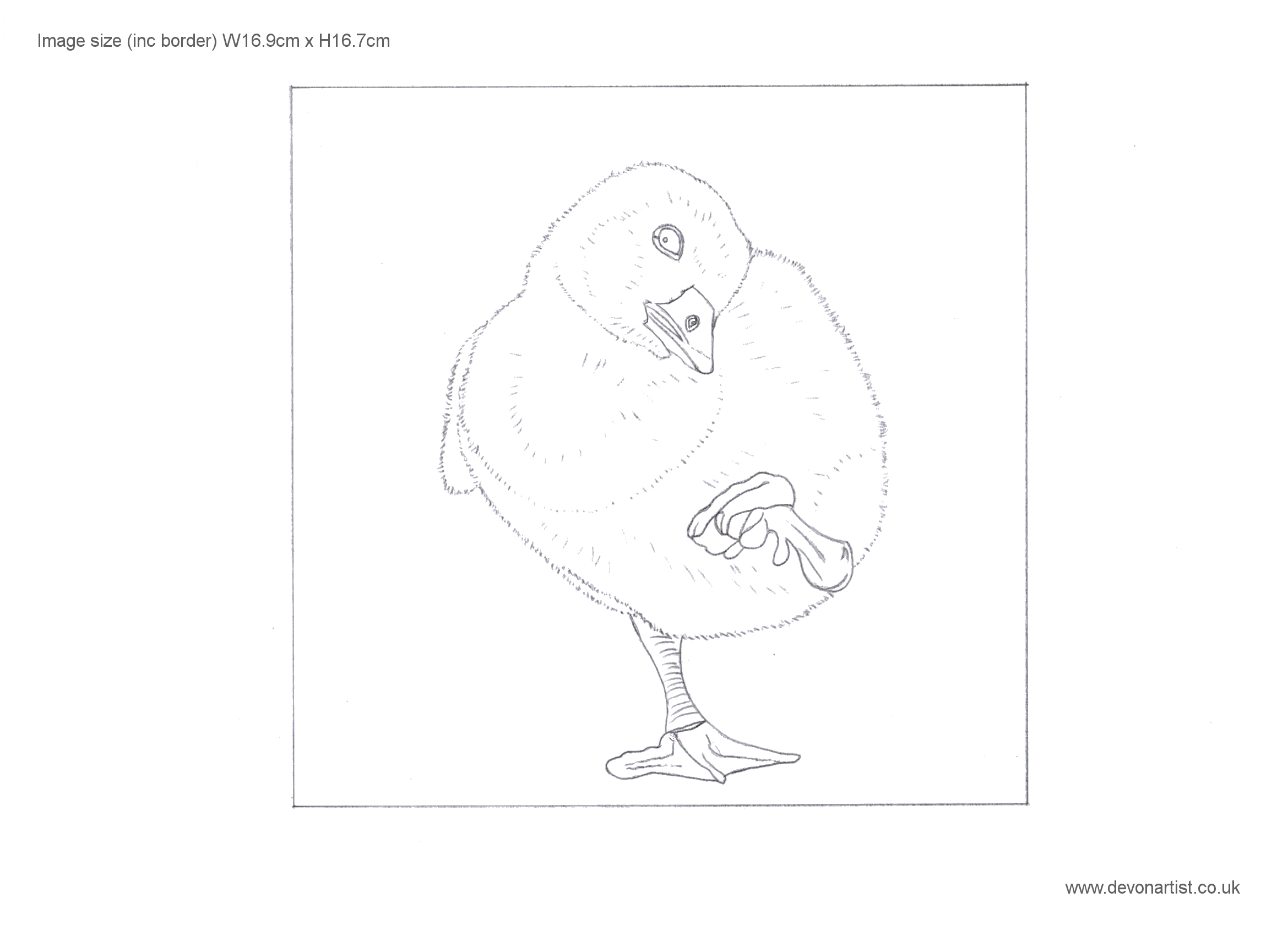 How to paint fluffy chicks in watercolour - The Devon Artist