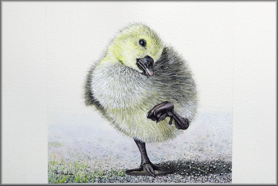 How to paint fluffy chicks in watercolour - The Devon Artist