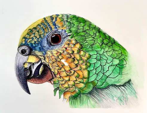 Bird Pen and Watercolor Wash Parrot Painting - The Devon Artist