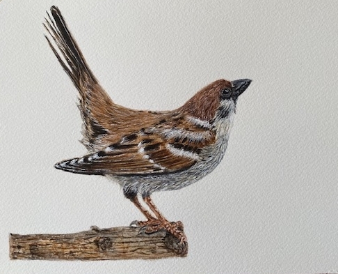Painting brown birds in watercolour, Tree Sparrow study - The Devon Artist