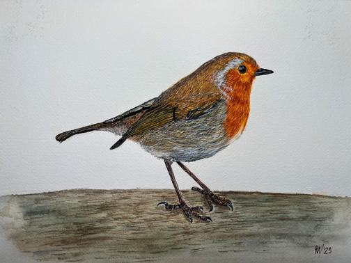 Learn to paint a robin in watercolour with a free tutorial - The Devon ...