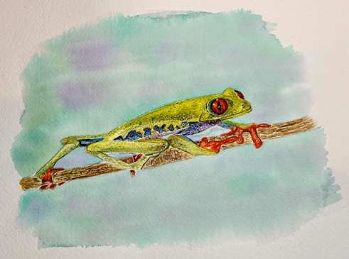 How to paint tree frogs in watercolor, easy video tutorial - The Devon ...