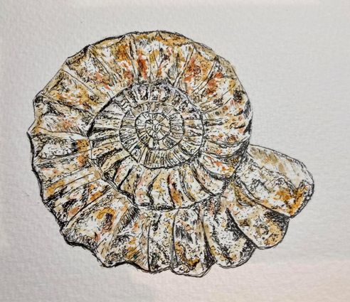 Pen and wash fossil painting, using ink and watercolour - The Devon Artist