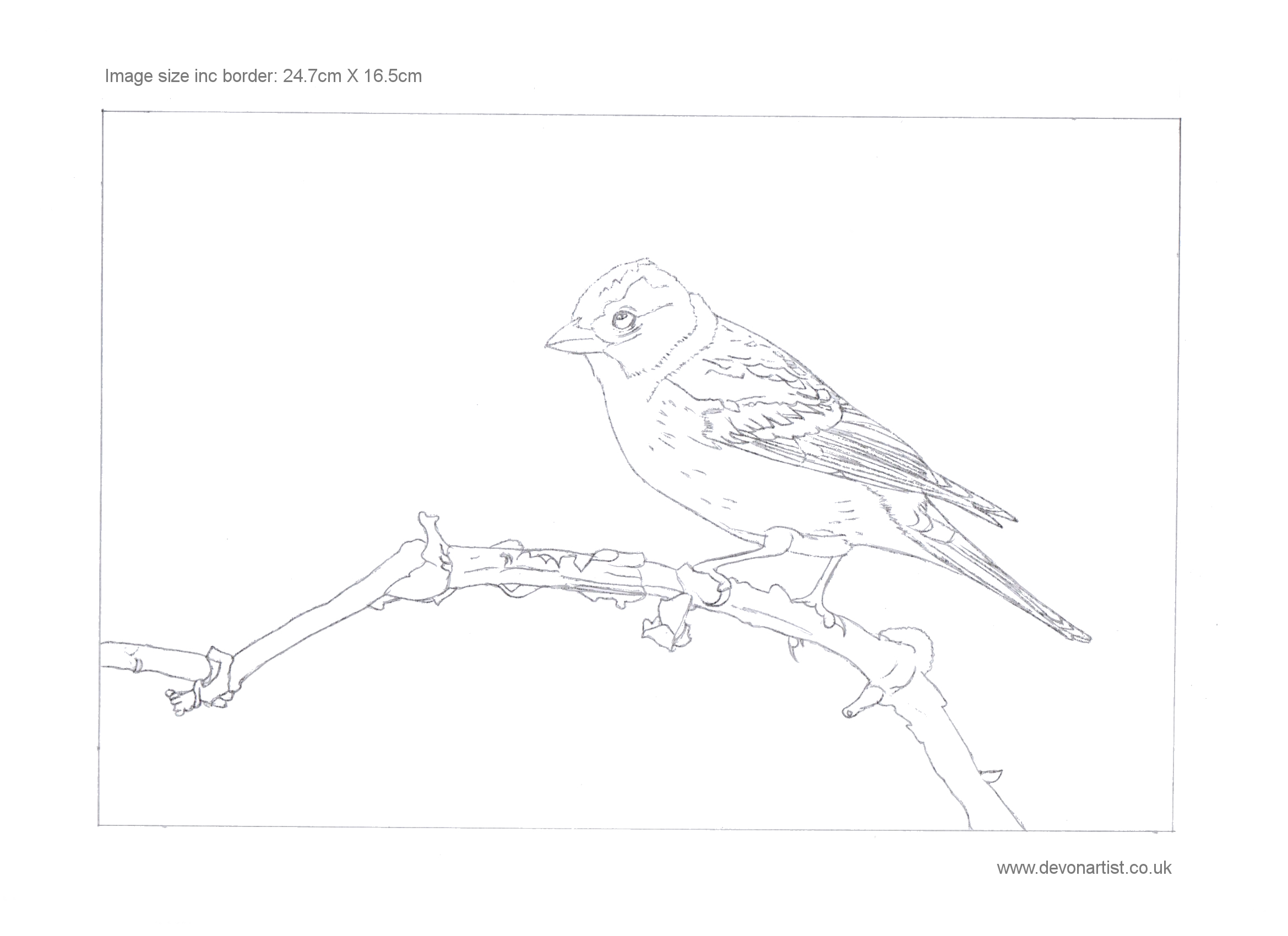 Online watercolor bird tutorial - learn to paint - The Devon Artist