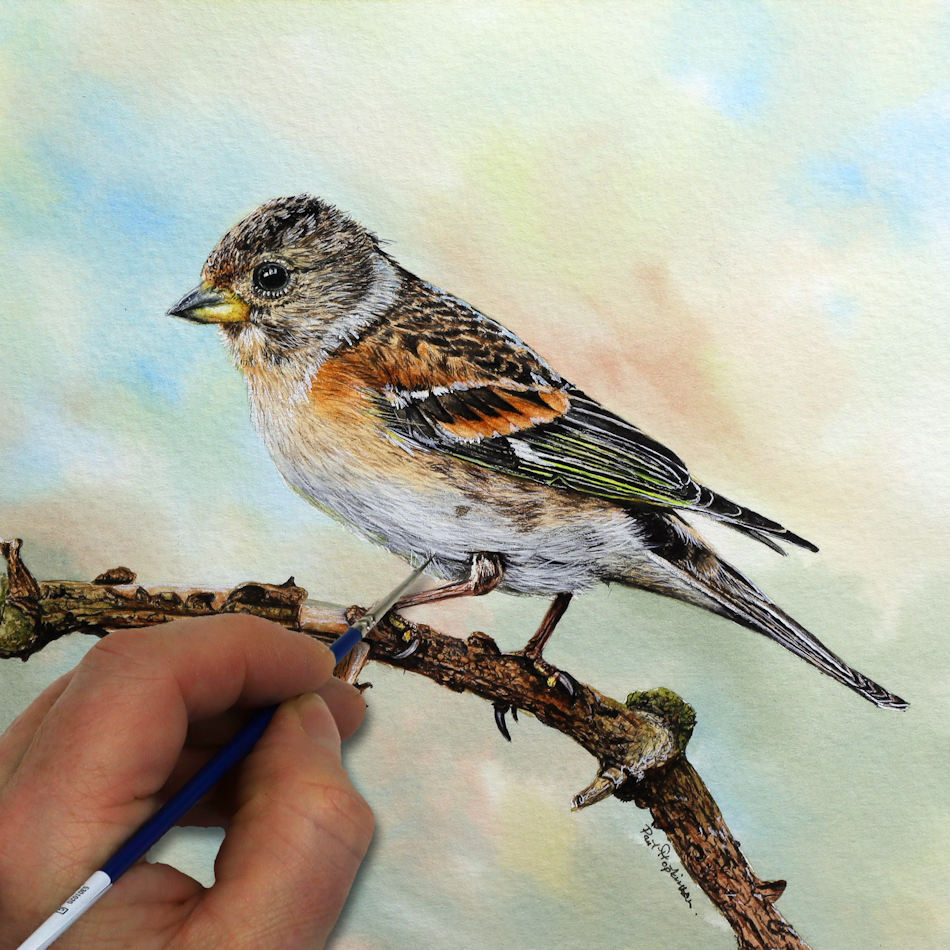 Online watercolor bird tutorial - learn to paint - The Devon Artist