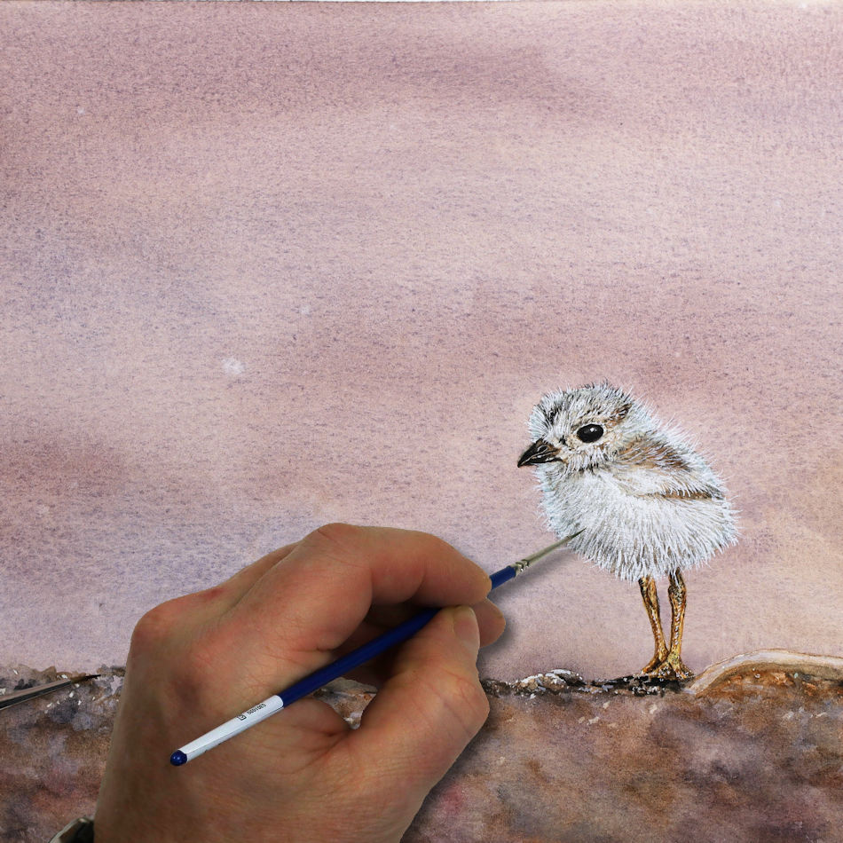 How to paint fluffy feathers with watercolour - The Devon Artist
