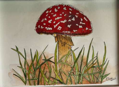 Pen and Wash Toadstool Illustration using Watercolour - The Devon Artist