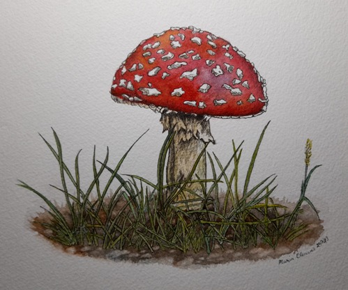 Pen and Wash Toadstool Illustration using Watercolour - The Devon Artist