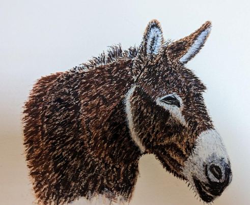 How to paint a donkey in watercolour, video art lesson - The Devon Artist